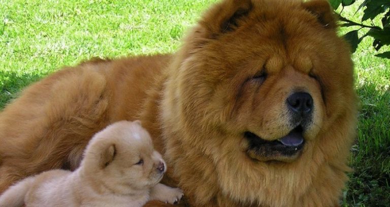 Jenis Anjing Termahal Di Seluruh Dunia - Dunia Seputar Anjing